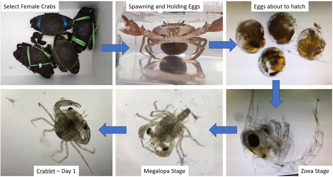 Mud Crab Breeding Project Unison Aqua